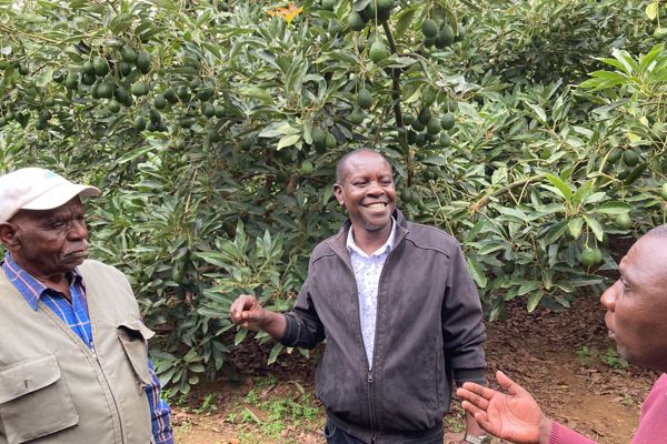FORQLAB: research avocado value chain in Kenya - HAS green academy