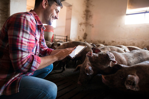 Het voordeel van zelf rantsoenen samenstellen als veehouder