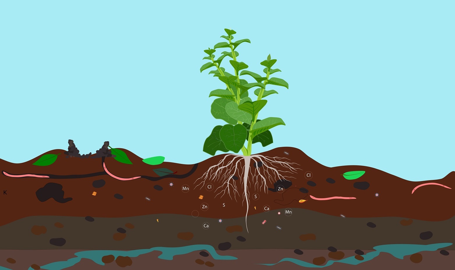The power of living soil! professorship – HAS green academy